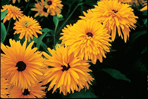 Burpee Double Gold Gloriosa Daisy Seeds 100 seeds