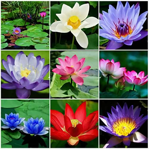 30 Pcs Mixed Bonsai Lotus Flower Seeds Mixed Color Water Lily Flower Plant Fresh Garden Seeds,for Growing Seeds in The Garden