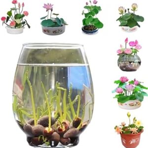 30 Pcs Mixed Bonsai Lotus Flower Seeds Mixed Color Water Lily Flower Plant Fresh Garden Seeds,for Growing Seeds in The Garden