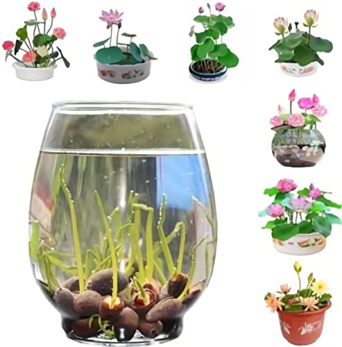 30 Pcs Mixed Bonsai Lotus Flower Seeds Mixed Color Water Lily Flower Plant Fresh Garden Seeds,for Growing Seeds in The Garden