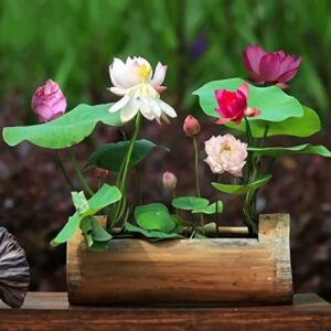 30 Pcs Mixed Bonsai Lotus Flower Seeds Mixed Color Water Lily Flower Plant Fresh Garden Seeds,for Growing Seeds in The Garden