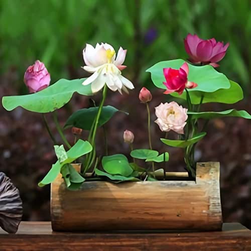 30 Pcs Mixed Bonsai Lotus Flower Seeds Mixed Color Water Lily Flower Plant Fresh Garden Seeds,for Growing Seeds in The Garden