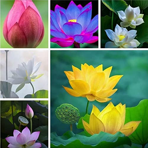 30 Pcs Mixed Bonsai Lotus Flower Seeds Mixed Color Water Lily Flower Plant Fresh Garden Seeds,for Growing Seeds in The Garden