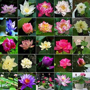 30 Pcs Mixed Bonsai Lotus Flower Seeds Mixed Color Water Lily Flower Plant Fresh Garden Seeds,for Growing Seeds in The Garden