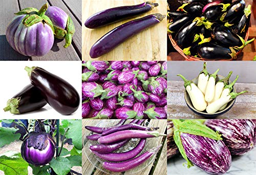 Please Read! This is A Mix!!! 30+ Eggplant Mix Seeds 11 Varieties Heirloom Non-GMO Aubergine, Asian, European, Italian, Profilic, Super Delicious, from USA