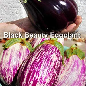 Please Read! This is A Mix!!! 30+ Eggplant Mix Seeds 11 Varieties Heirloom Non-GMO Aubergine, Asian, European, Italian, Profilic, Super Delicious, from USA