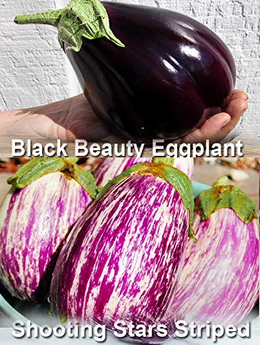 Please Read! This is A Mix!!! 30+ Eggplant Mix Seeds 11 Varieties Heirloom Non-GMO Aubergine, Asian, European, Italian, Profilic, Super Delicious, from USA