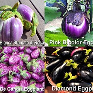 Please Read! This is A Mix!!! 30+ Eggplant Mix Seeds 11 Varieties Heirloom Non-GMO Aubergine, Asian, European, Italian, Profilic, Super Delicious, from USA