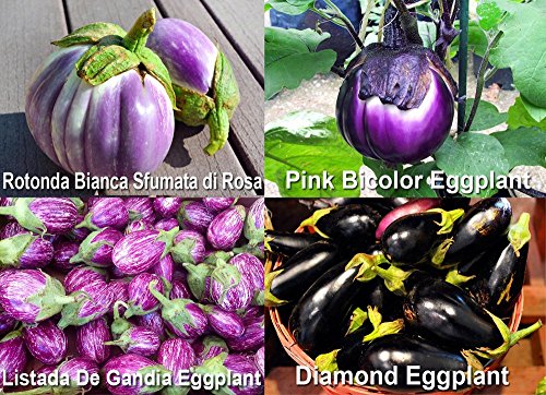 Please Read! This is A Mix!!! 30+ Eggplant Mix Seeds 11 Varieties Heirloom Non-GMO Aubergine, Asian, European, Italian, Profilic, Super Delicious, from USA