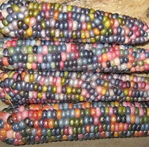 chuxay garden glass gem cherokee indian corn, flint corn 100 seeds edible ornamental corn survival gear food seeds staple food vegetable colorful decoration in autumn