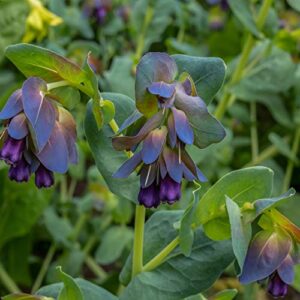 outsidepride cerinthe major honeywort plant garden flower seeds – 50 seeds