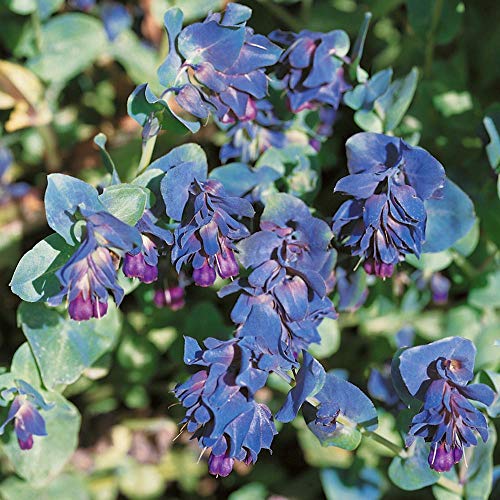 Outsidepride Cerinthe Major Honeywort Plant Garden Flower Seeds - 50 Seeds