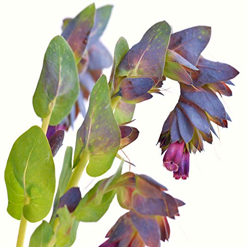 Outsidepride Cerinthe Major Honeywort Plant Garden Flower Seeds - 50 Seeds