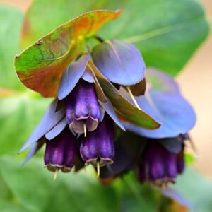 Outsidepride Cerinthe Major Honeywort Plant Garden Flower Seeds - 50 Seeds