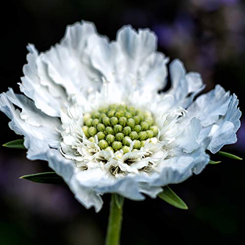 Outsidepride Annual Scabiosa White Pincushion Garden Cut Flowers for Arrangements, Drying, & Pressing - 200 Seeds