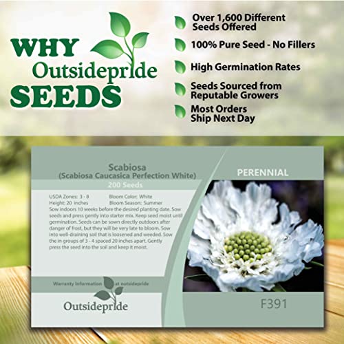 Outsidepride Annual Scabiosa White Pincushion Garden Cut Flowers for Arrangements, Drying, & Pressing - 200 Seeds