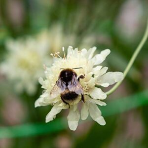 Outsidepride Annual Scabiosa White Pincushion Garden Cut Flowers for Arrangements, Drying, & Pressing - 200 Seeds