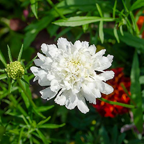 Outsidepride Annual Scabiosa White Pincushion Garden Cut Flowers for Arrangements, Drying, & Pressing - 200 Seeds