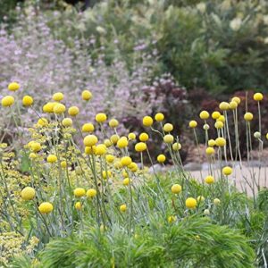 craspedia globosa seeds billy buttons evergreen perennial drought tolerant attracts bees & butterflies cut flowers bed border garden outdoor 200pcs flower seeds by yegaol garden