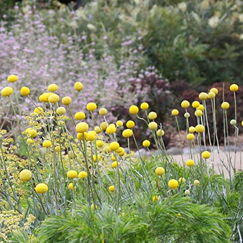 Craspedia Globosa Seeds Billy Buttons Evergreen Perennial Drought Tolerant Attracts Bees & Butterflies Cut Flowers Bed Border Garden Outdoor 200Pcs Flower Seeds by YEGAOL Garden