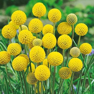 Craspedia Globosa Seeds Billy Buttons Evergreen Perennial Drought Tolerant Attracts Bees & Butterflies Cut Flowers Bed Border Garden Outdoor 200Pcs Flower Seeds by YEGAOL Garden