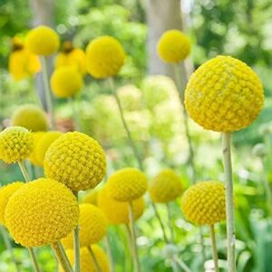 Craspedia Globosa Seeds Billy Buttons Evergreen Perennial Drought Tolerant Attracts Bees & Butterflies Cut Flowers Bed Border Garden Outdoor 200Pcs Flower Seeds by YEGAOL Garden