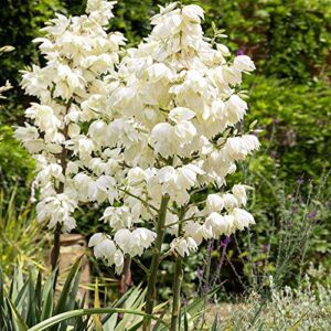 outsidepride perennial drought tolerant yucca filamentosa adam’s needle garden plant seeds – 100 seeds