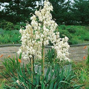 Outsidepride Perennial Drought Tolerant Yucca Filamentosa Adam's Needle Garden Plant Seeds - 100 Seeds