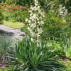 Outsidepride Perennial Drought Tolerant Yucca Filamentosa Adam's Needle Garden Plant Seeds - 100 Seeds