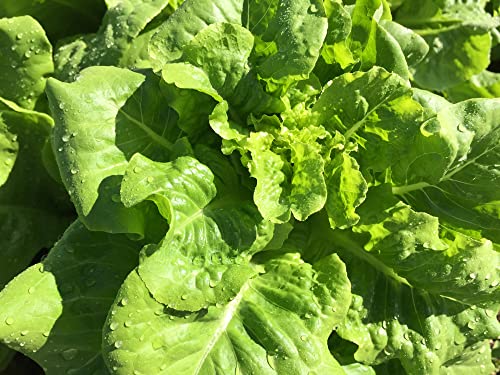 Buttercrunch Butterhead Lettuce Seeds for Planting, 1000 Heirloom Seeds Per Packet, (Isla's Garden Seeds), Non GMO Seeds, Botanical Name: Lactuca Sativa, Great Home Garden Gift