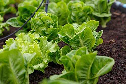 Buttercrunch Butterhead Lettuce Seeds for Planting, 1000 Heirloom Seeds Per Packet, (Isla's Garden Seeds), Non GMO Seeds, Botanical Name: Lactuca Sativa, Great Home Garden Gift