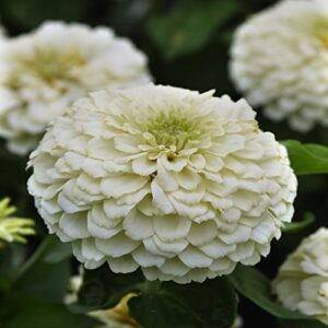 outsidepride zinnia elegans lilliput white heat & drought tolerant garden cut flowers – 1000 seeds