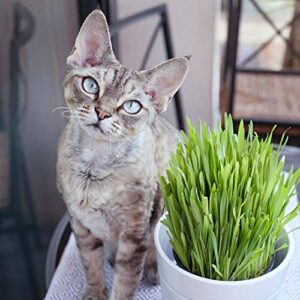 Outsidepride Hordeum Vulgare Cat Grass Variegated Ornamental Grass for Windowsill or Garden Bed - 500 Seeds