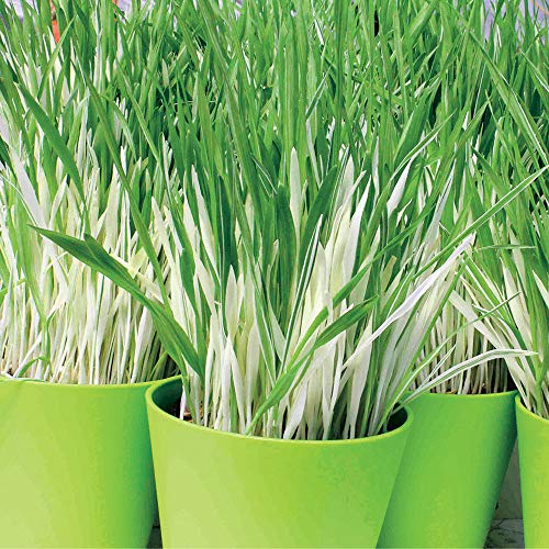 Outsidepride Hordeum Vulgare Cat Grass Variegated Ornamental Grass for Windowsill or Garden Bed - 500 Seeds