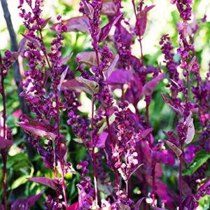 outsidepride garden orache, red orach, mountain or french spinach, herb garden plant seeds – 1000 seeds