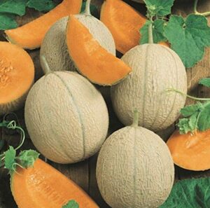 david’s garden seeds fruit cantaloupe hearts of gold 9837 (orange) 50 non-gmo, heirloom seeds