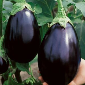 Black Beauty Eggplant Seeds - Solanum Melongena - 0.5 Grams - Approx 100 Gardening Seeds - Vegetable Garden Seed