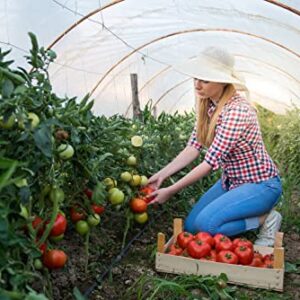 300+ Tomatoes Seeds for Planting, 6 Variety Pack Heirloom Non-GMO Small Cherry Tomato, Golden Jubilee, Black Tomato, Yellow Pear, Roma Tomato, Beefsteak Slicing Tomato