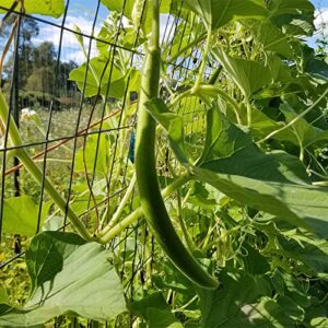 QAUZUY GARDEN 100 Seeds Cucuzzi Squash Seeds Lagenaria siceraria, Italian Squash, Zucchetta Cucuzzi, Snake Gourd, Open Pollinated, Non-GMO - Heirloom