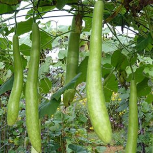 QAUZUY GARDEN 100 Seeds Cucuzzi Squash Seeds Lagenaria siceraria, Italian Squash, Zucchetta Cucuzzi, Snake Gourd, Open Pollinated, Non-GMO - Heirloom