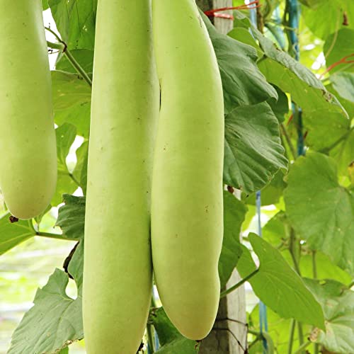 QAUZUY GARDEN 100 Seeds Cucuzzi Squash Seeds Lagenaria siceraria, Italian Squash, Zucchetta Cucuzzi, Snake Gourd, Open Pollinated, Non-GMO - Heirloom