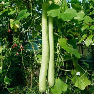 QAUZUY GARDEN 100 Seeds Cucuzzi Squash Seeds Lagenaria siceraria, Italian Squash, Zucchetta Cucuzzi, Snake Gourd, Open Pollinated, Non-GMO - Heirloom