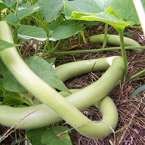 QAUZUY GARDEN 100 Seeds Cucuzzi Squash Seeds Lagenaria siceraria, Italian Squash, Zucchetta Cucuzzi, Snake Gourd, Open Pollinated, Non-GMO - Heirloom