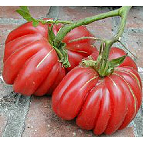 Zapotec Tomato Seeds (20+ Seeds) | Non GMO | Vegetable Fruit Herb Flower Seeds for Planting | Home Garden Greenhouse Pack