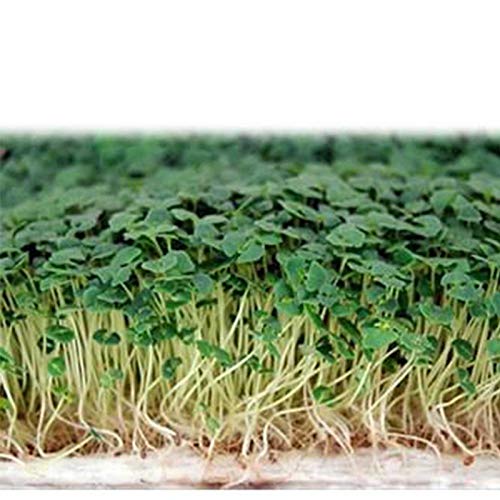 Chia Seeds - 4 Oz. Resealable Bag - Use for Indoor Gardening, Growing Microgreens & More - Micro Greens Salad Garden