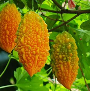 10+ momordica vegetable seeds annuals bitter melon (gourd) vine heirloom home garden non-gmo