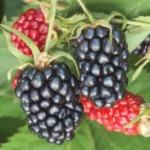 2 thornless blackberry plants, arapaho blackberries bushes, 5 to 7 inches ornaments perennial garden simple to grow pot