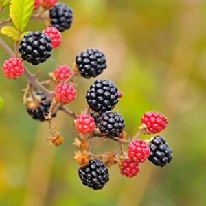 2 Thornless BlackBerry Plants, Arapaho Blackberries Bushes, 5 to 7 Inches Ornaments Perennial Garden Simple to Grow Pot