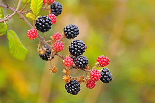 2 Thornless BlackBerry Plants, Arapaho Blackberries Bushes, 5 to 7 Inches Ornaments Perennial Garden Simple to Grow Pot