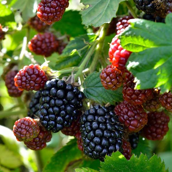 2 Thornless BlackBerry Plants, Arapaho Blackberries Bushes, 5 to 7 Inches Ornaments Perennial Garden Simple to Grow Pot